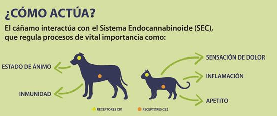 Cronicare Oil – RioVet