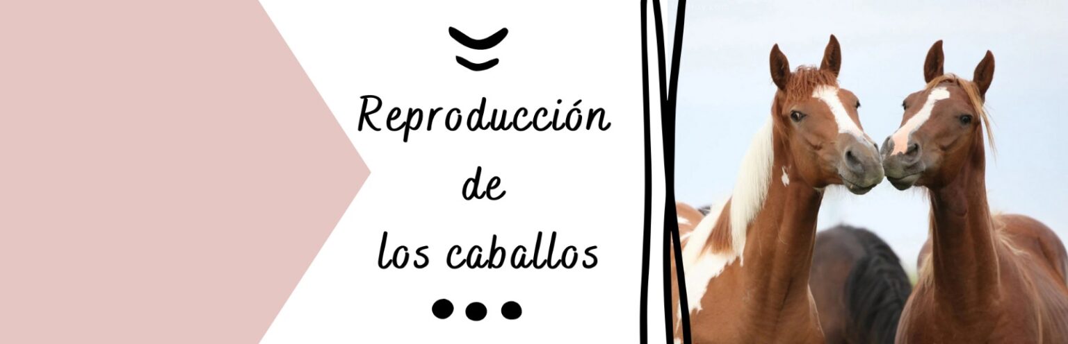 Reproducción de los caballos – RioVet