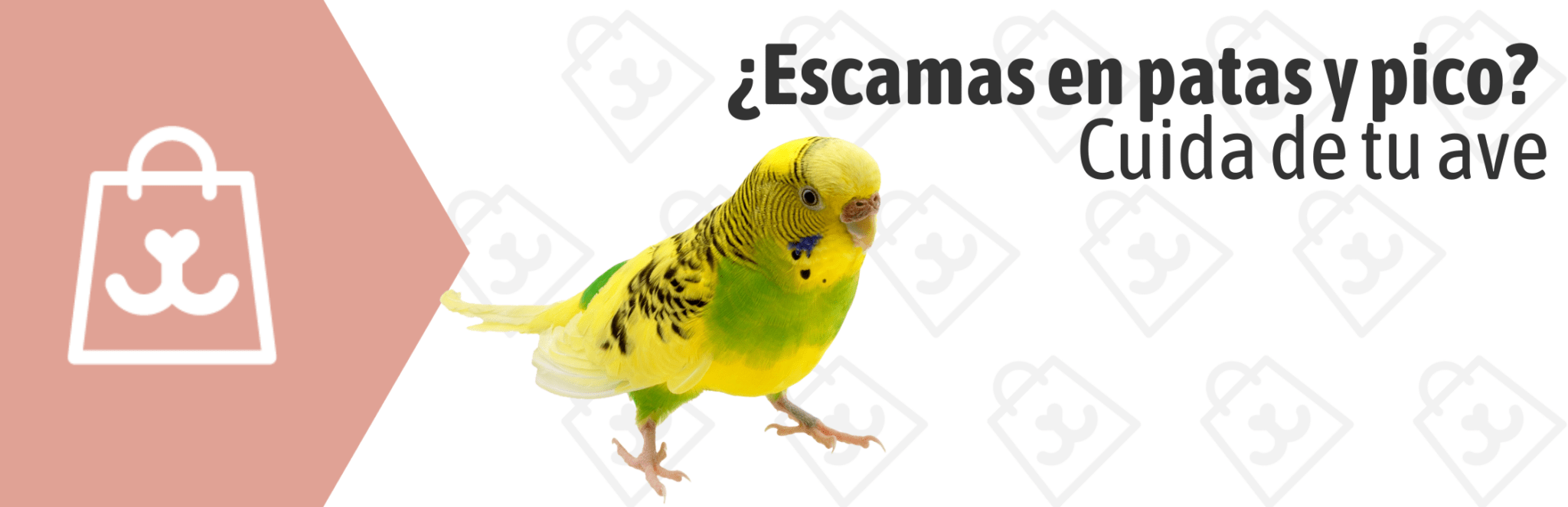 Cuida a tu periquito y dile adiós a las escamas en patas y pico – RioVet